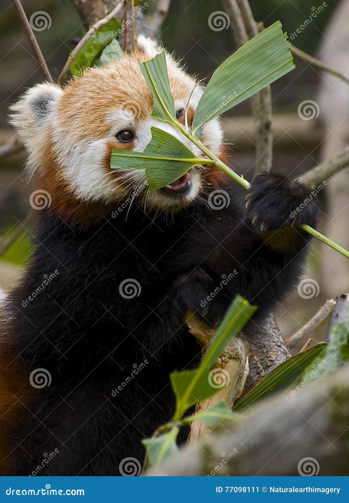 Red Panda Hiding Behind a Leaf, Eating Cute Stock Image - Image of ...