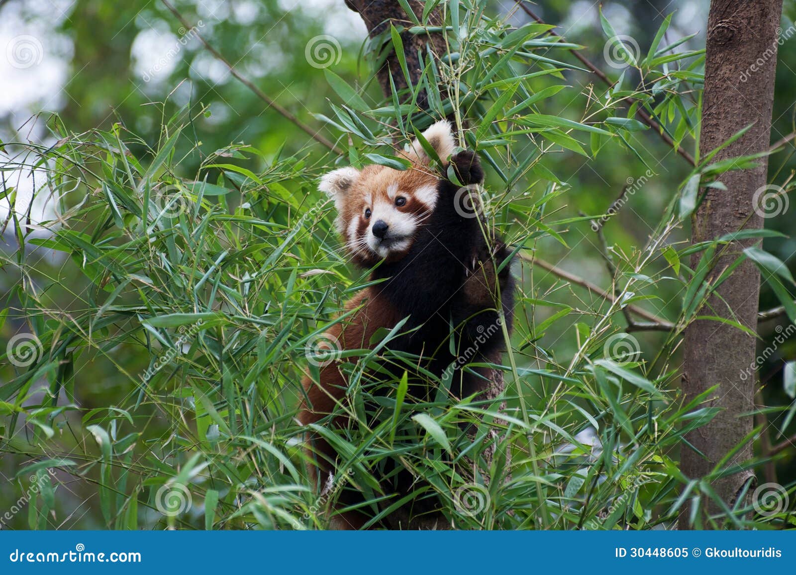 Red panda hiding on a tree stock image. Image of nepalese - 30448605