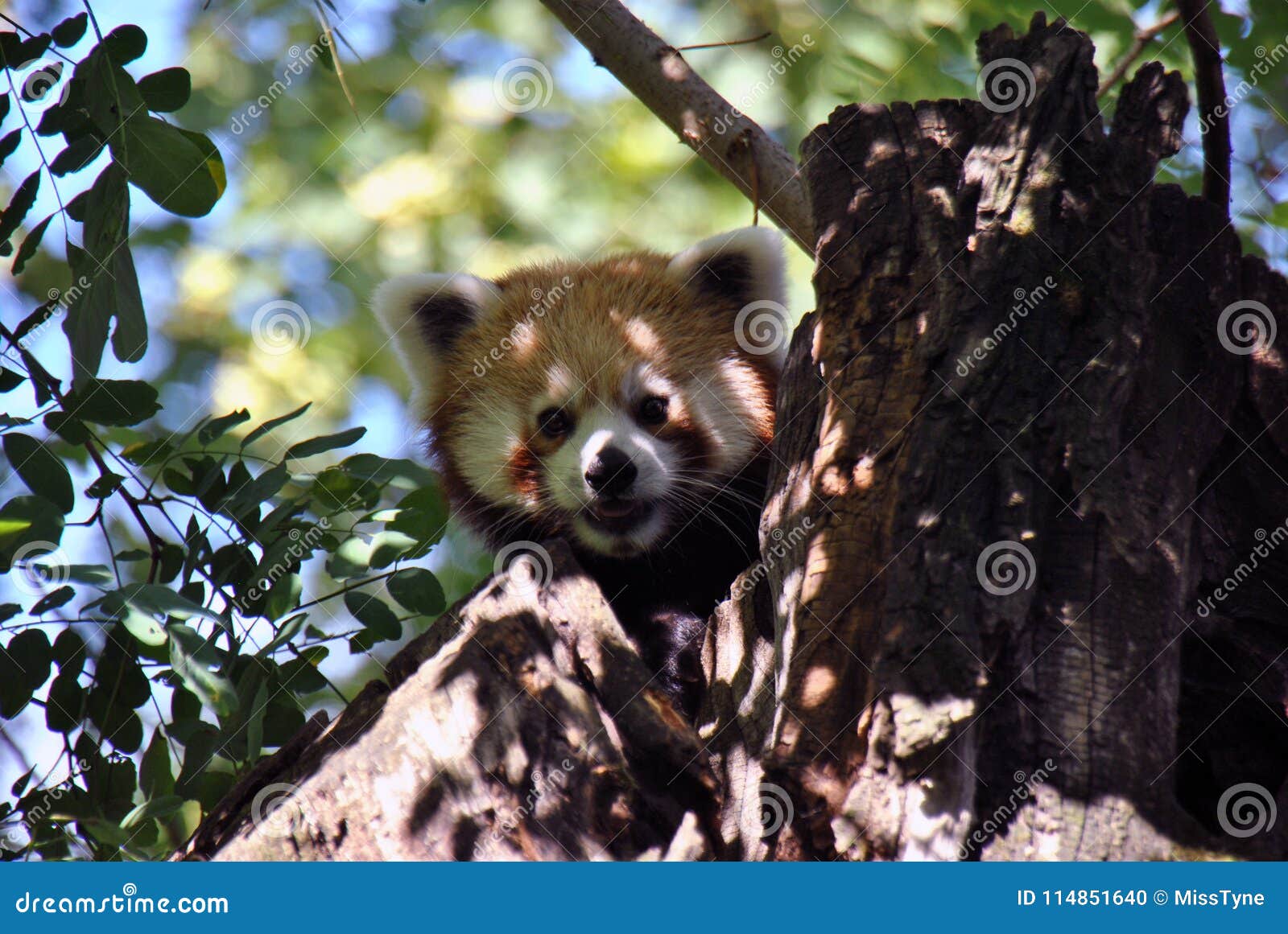Red Panda hiding in a tree stock photo. Image of curiously - 114851640