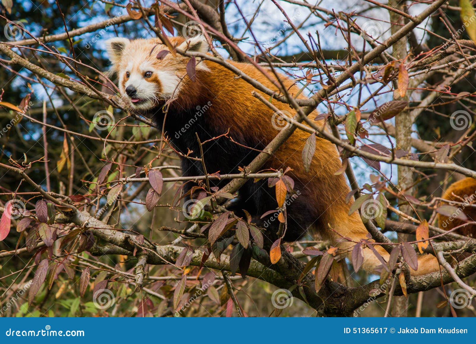 Red panda hiding in a tree stock image. Image of people - 51365617