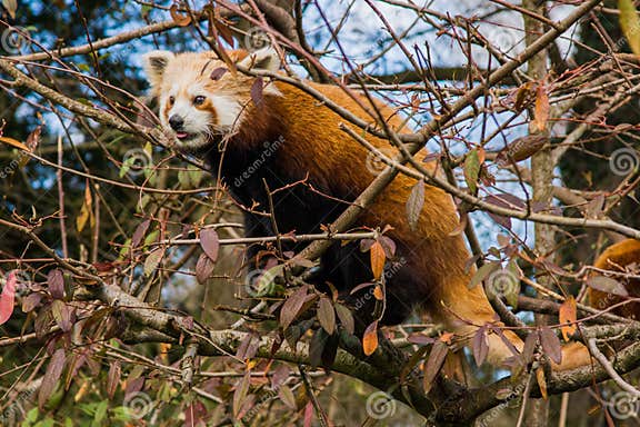 Red panda hiding in a tree stock image. Image of people - 51365617