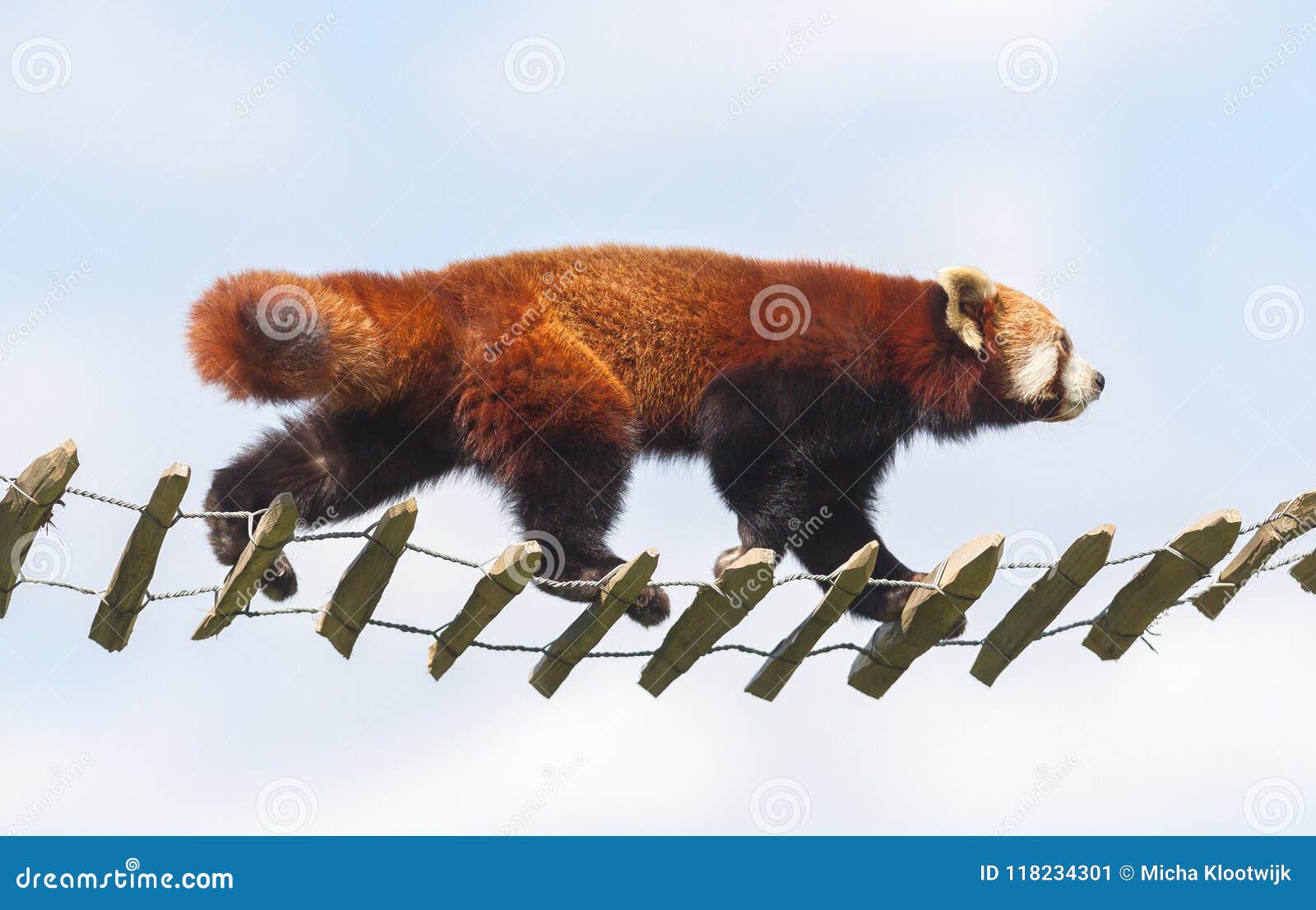 Red Panda High Up in the Trees Stock Image - Image of fluffy, nature ...
