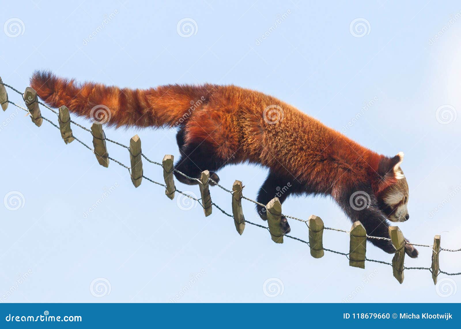 Red Panda High Up in the Trees Stock Photo - Image of tree, branch ...