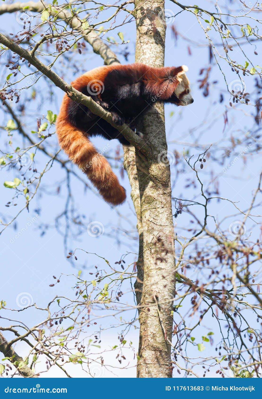 Red Panda High Up in the Trees Stock Image - Image of animal, outdoors ...