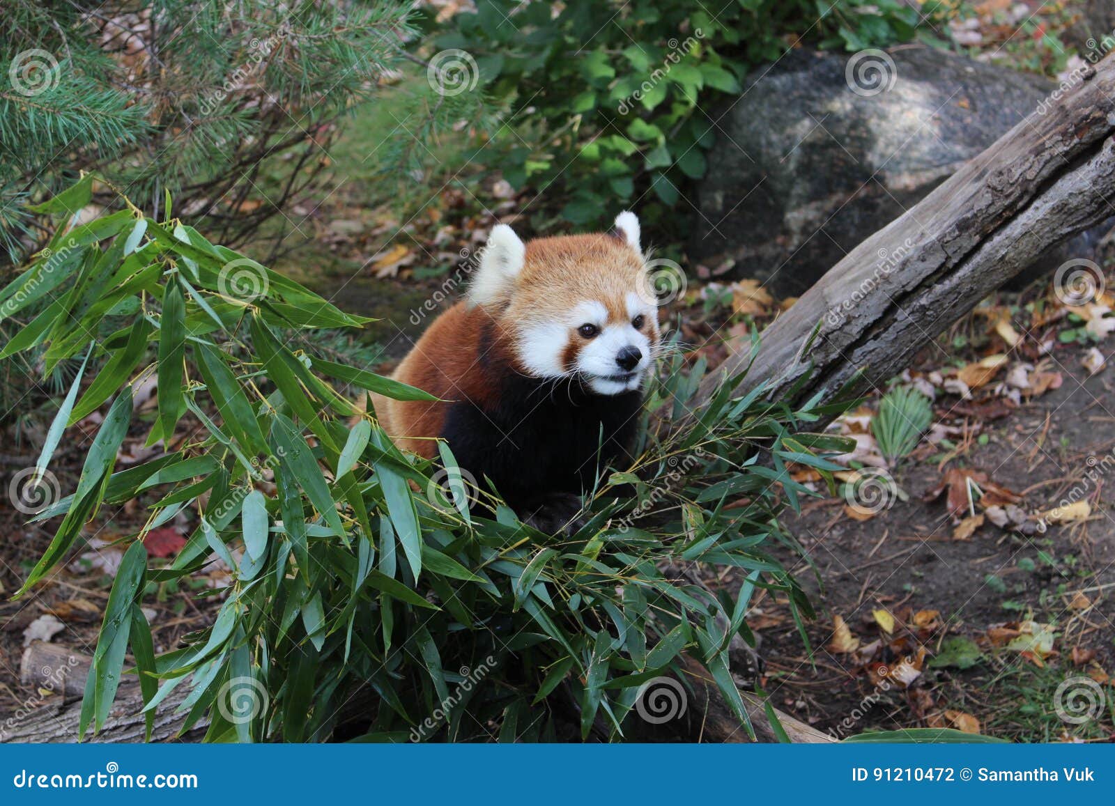 Red panda stock photo. Image of toronto, bird, ontario - 91210472