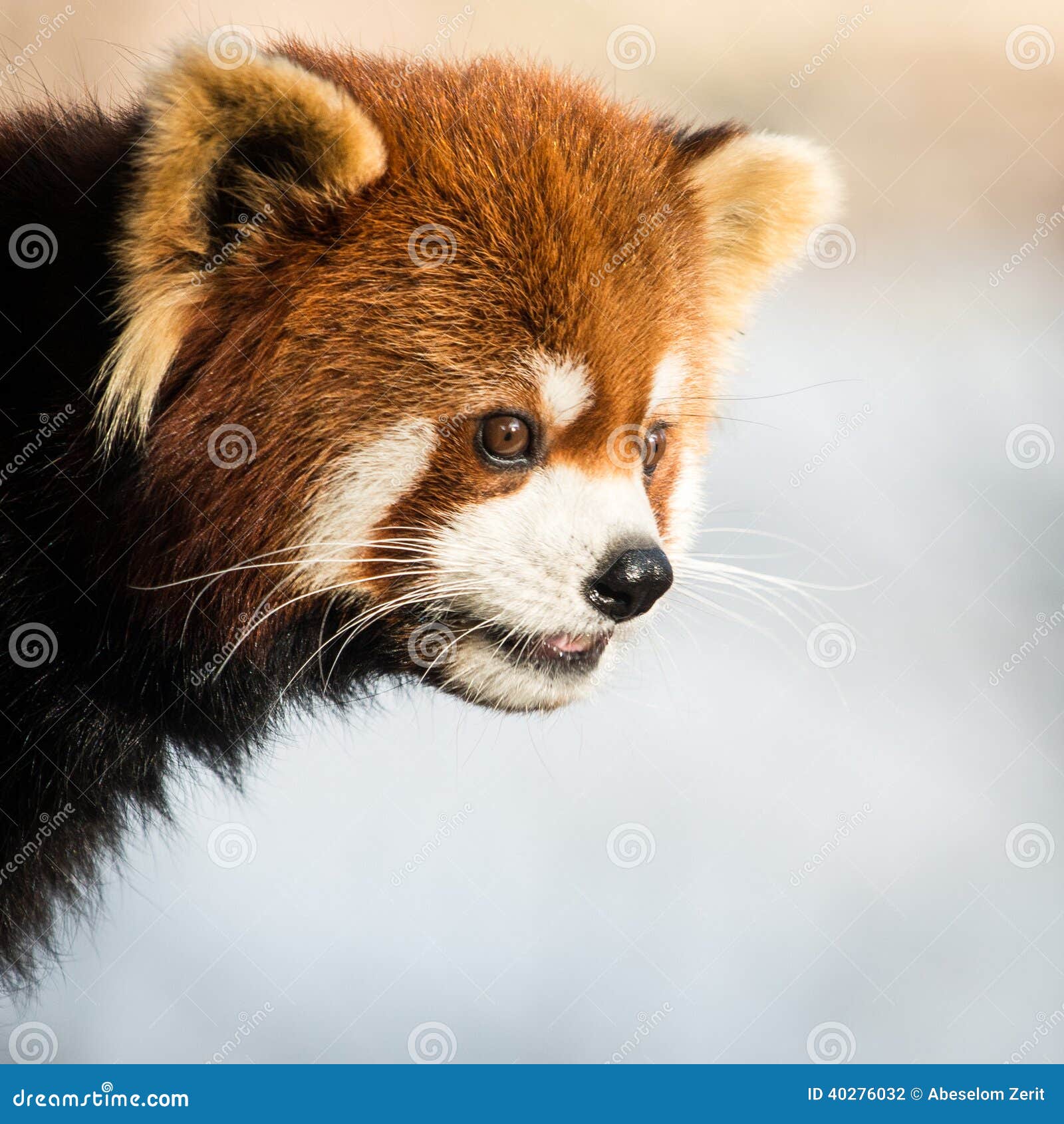 Red Panda IV stock photo. Image of nature, park, island - 40276032