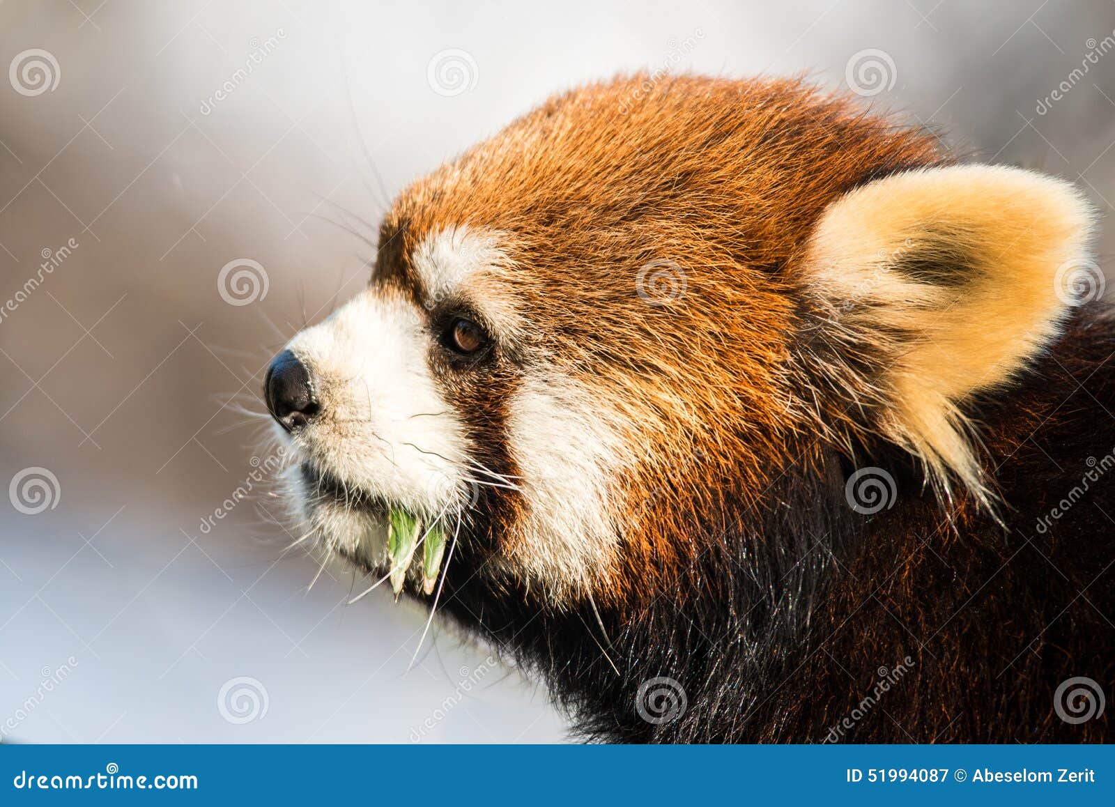 Red Panda IX stock image. Image of united, roger, providence - 51994087