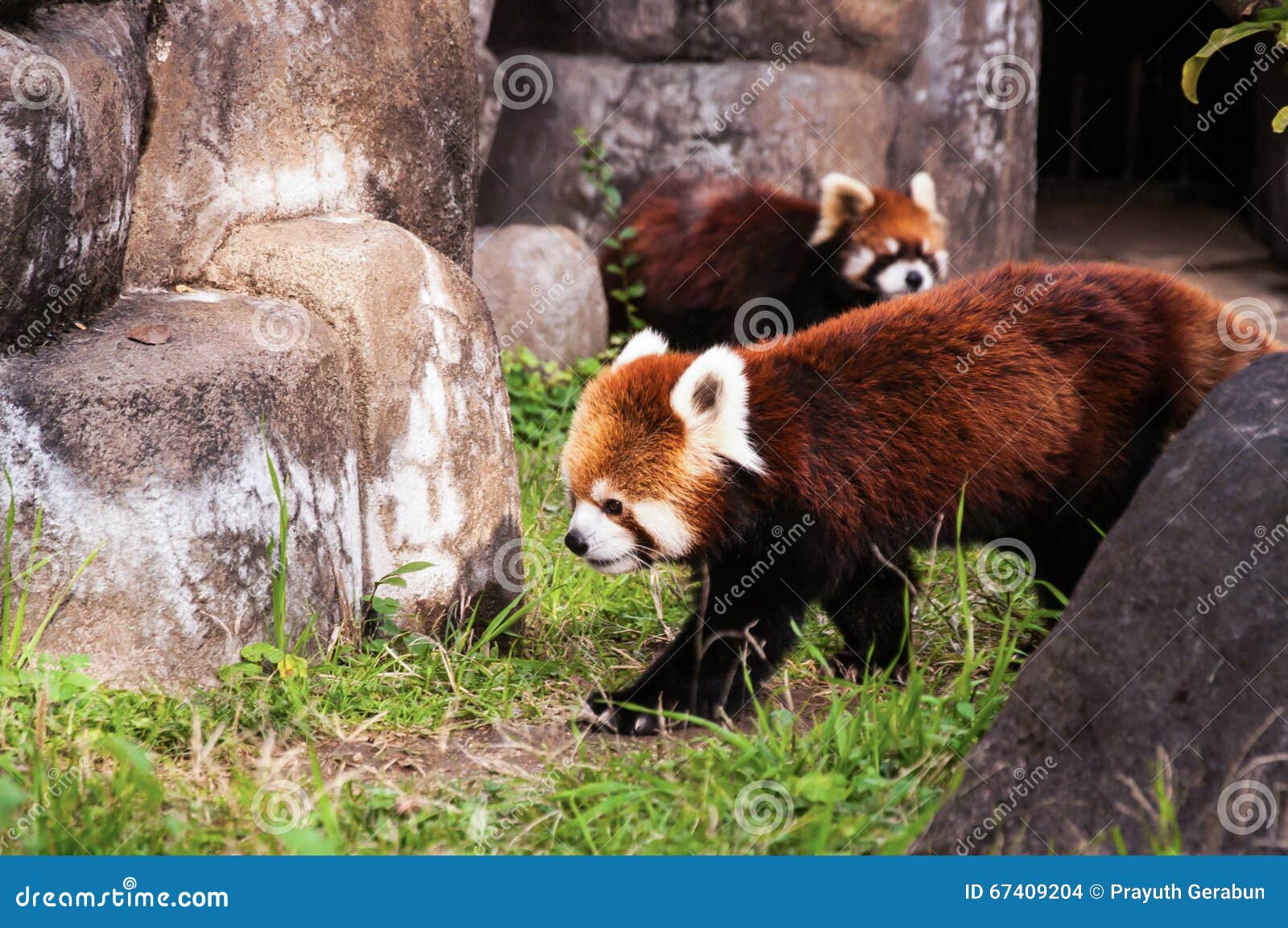 The Red Panda or Lesser Panda Stock Photo - Image of chinese, lesser ...