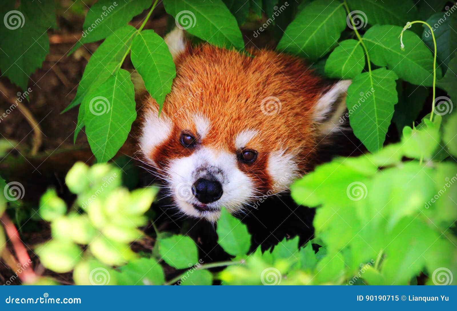 Red panda or lesser panda stock image. Image of head - 90190715