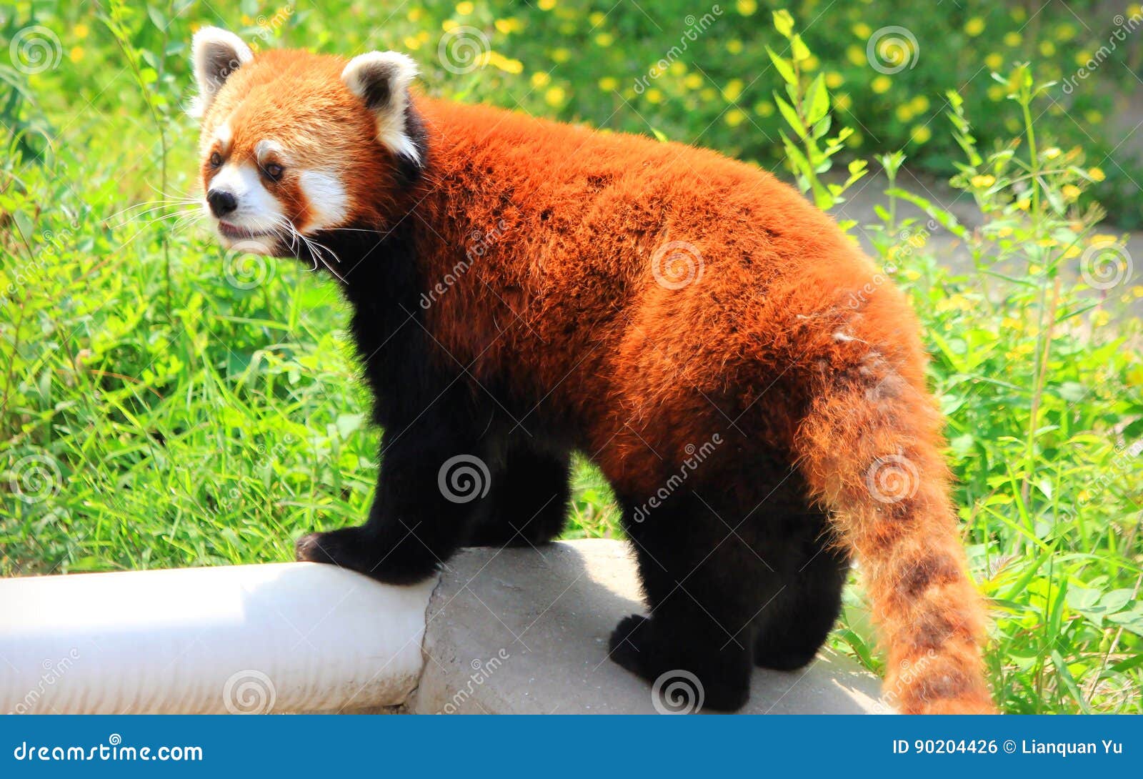 Red panda or lesser panda stock photo. Image of flexible - 90204426