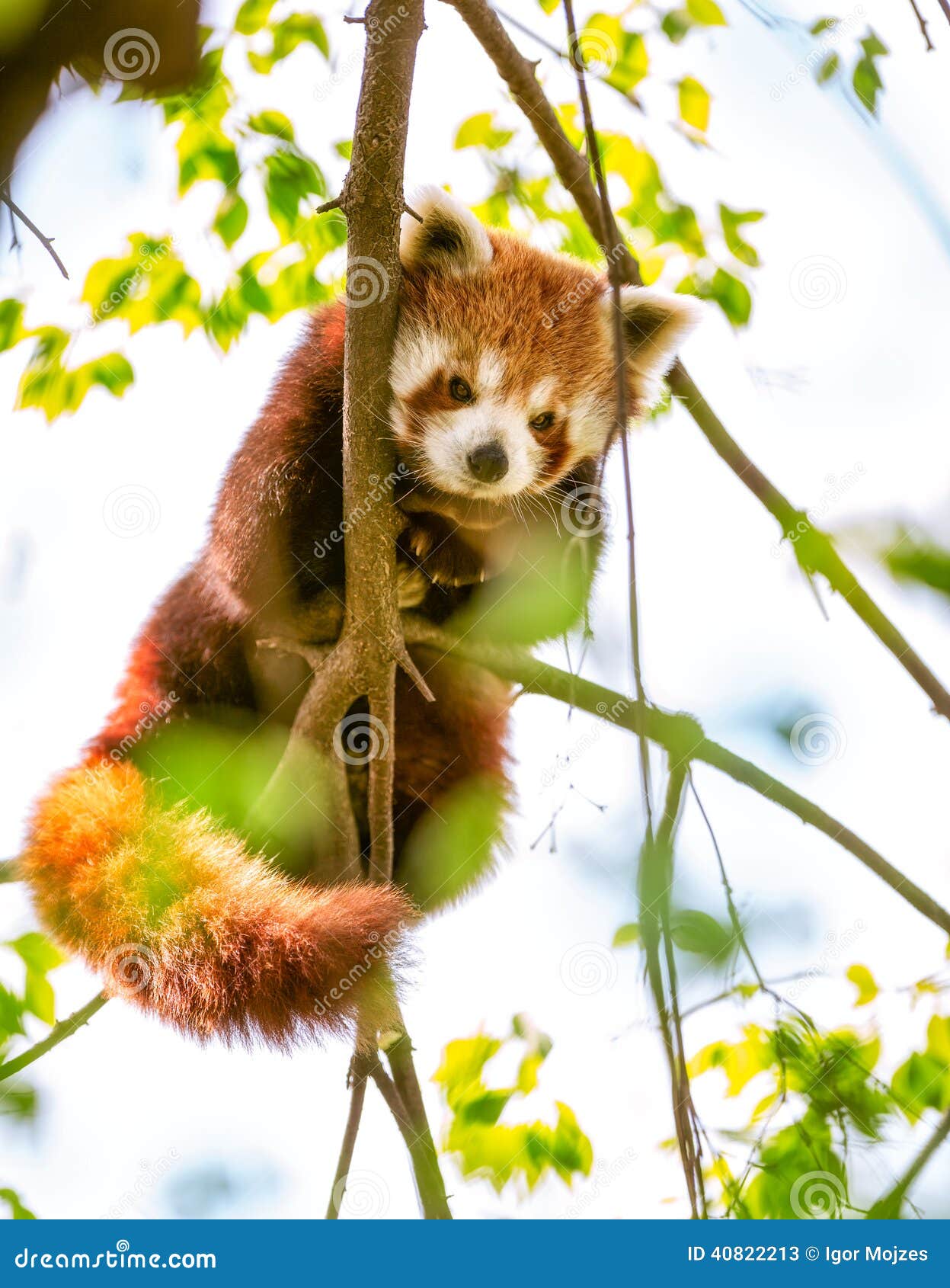 Red Panda or Lesser Panda. stock image. Image of mammal - 40822213