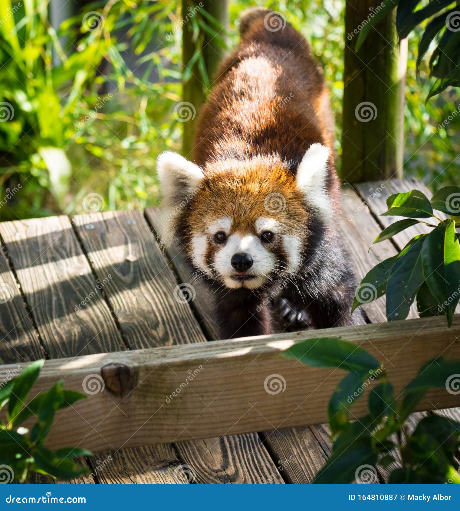 Red Panda Playing