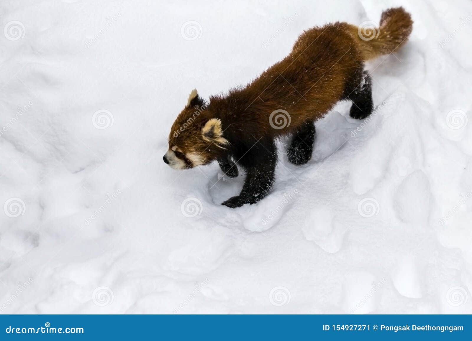 The Red Panda or Lesser Panda. Stock Image - Image of cute, lovely ...