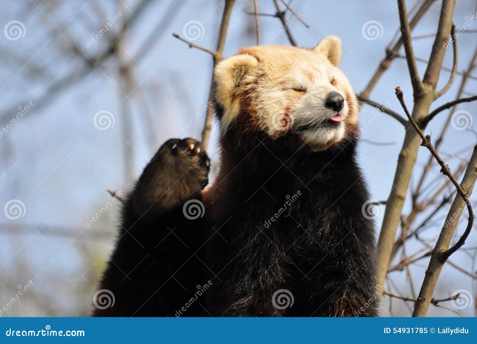 Red panda or lesser panda stock image. Image of rocks - 54931785