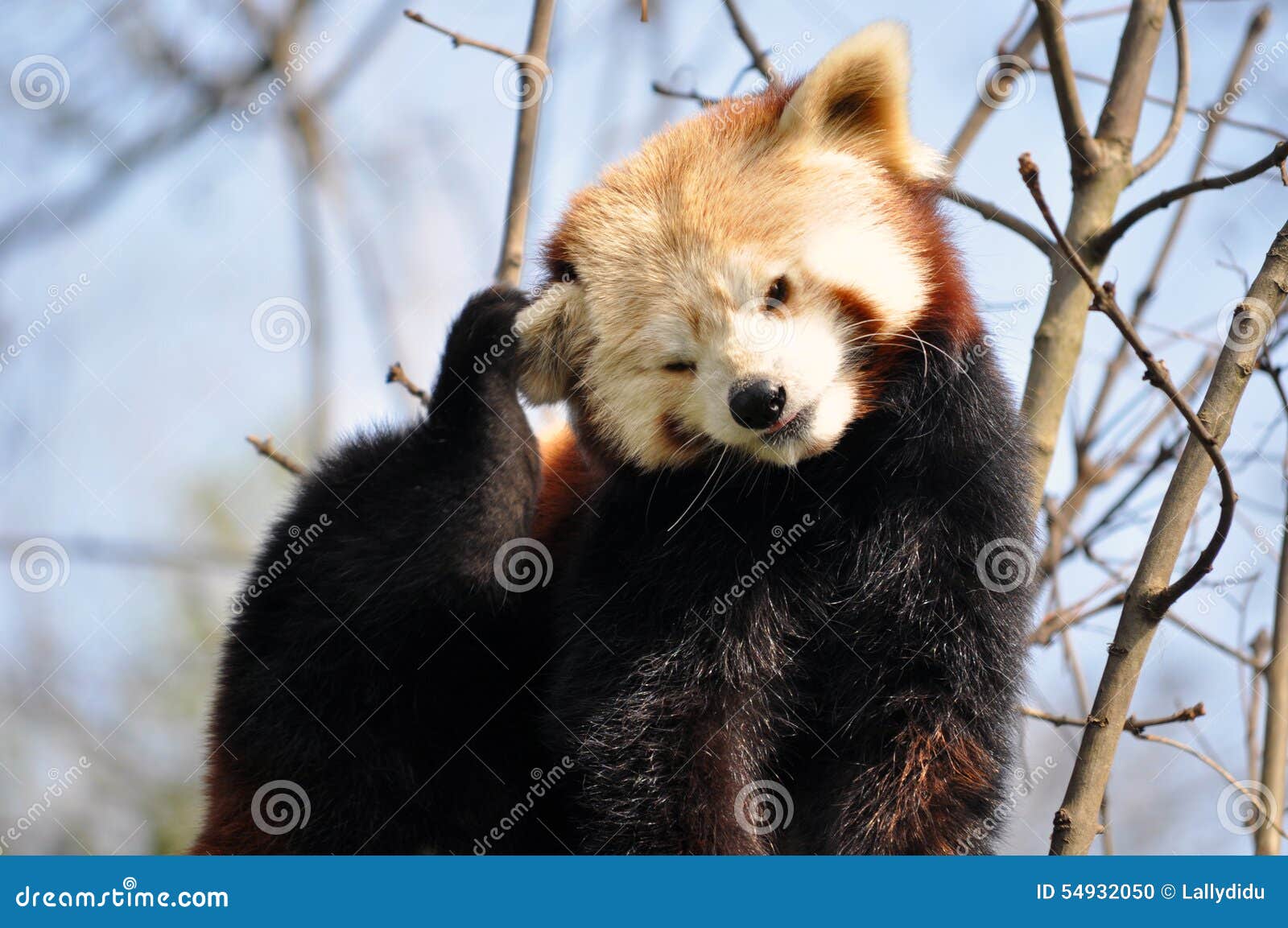 Red panda or lesser panda stock photo. Image of scratches - 54932050