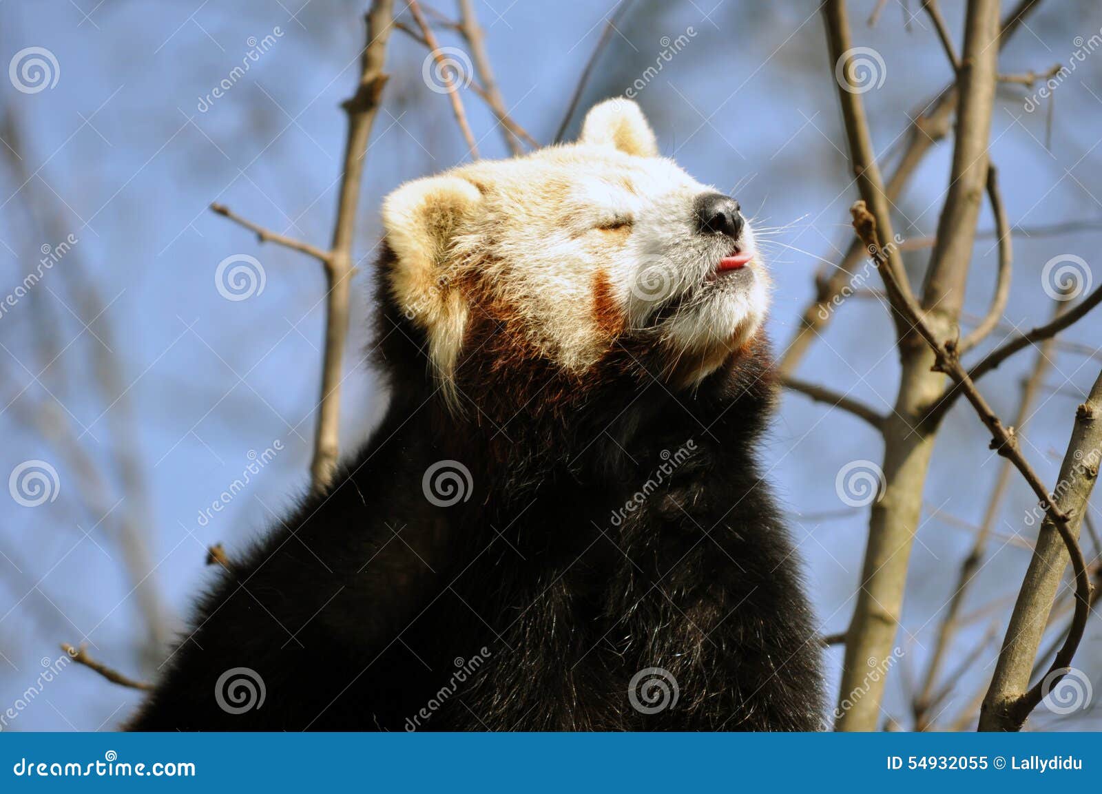 Red panda or lesser panda stock image. Image of nice - 54932055
