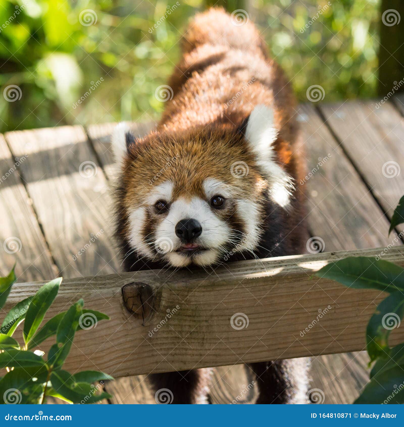 Red Panda or Lesser Panda Playing. Stock Image - Image of habitat, lazy ...