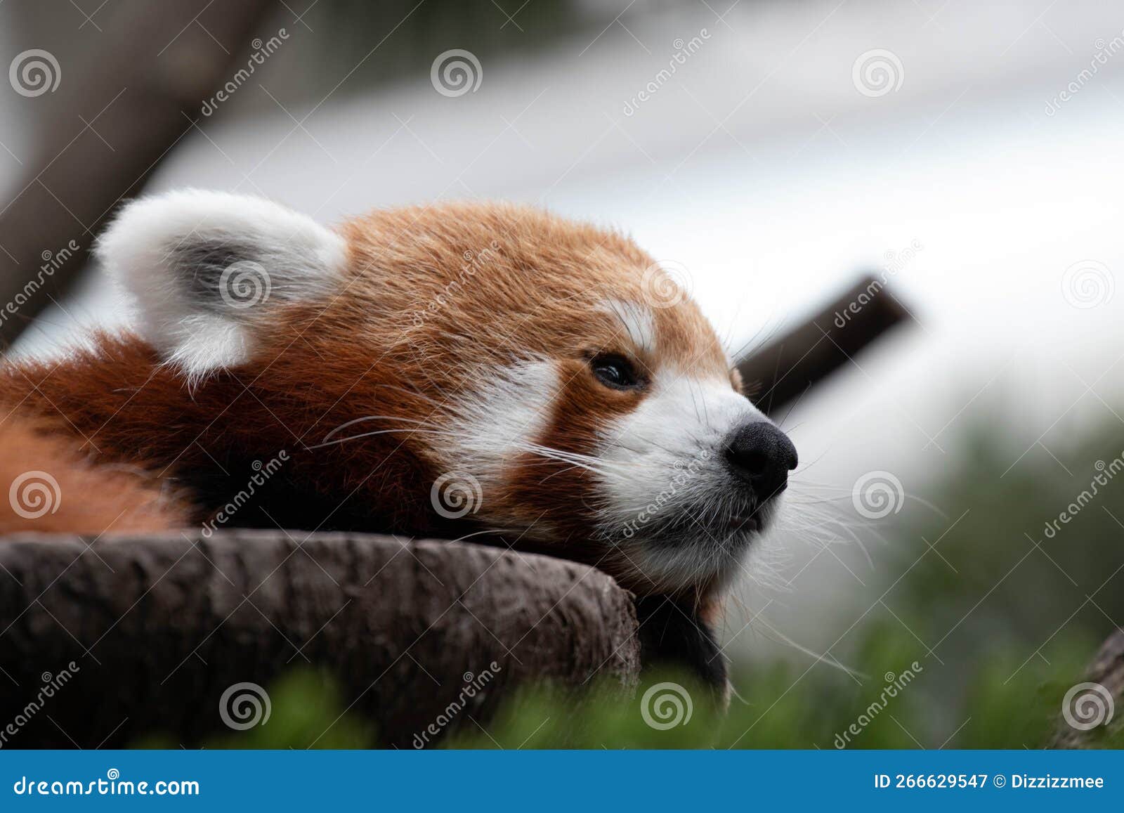 Close Up Sleepy Red Panda, Lesser Panda , on the Tree Stock Image ...