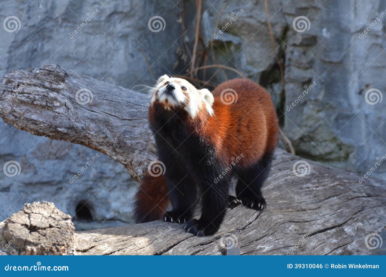 Red panda on a log 3 stock photo. Image of looking, trunk - 39310046