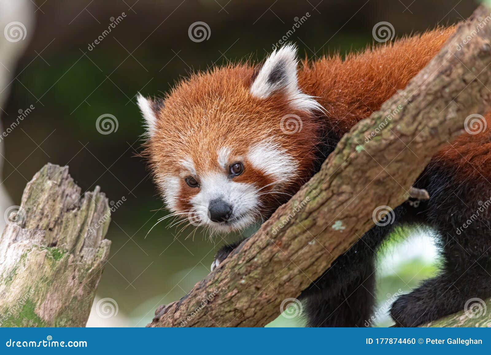 Red Panda Looking All Cute in a Tree Stock Photo - Image of mammal ...