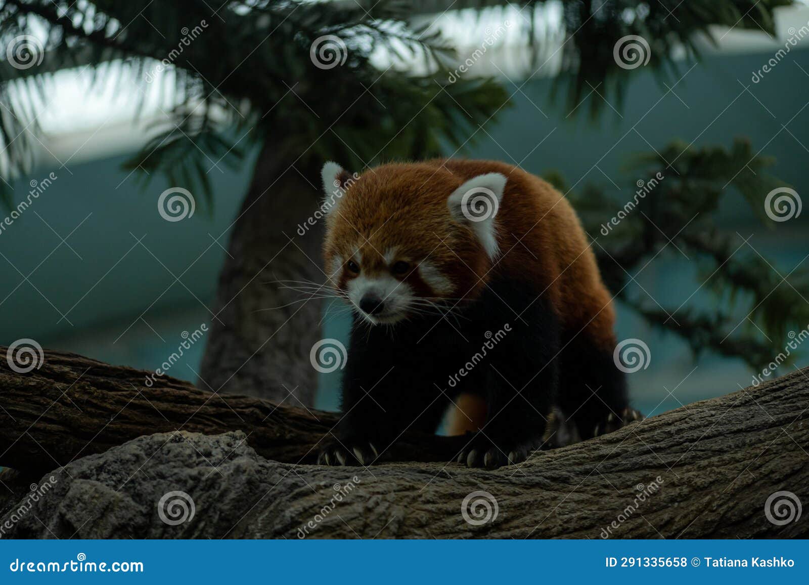 Red Panda Looking at the Camera in Chengdu Research Base of the Giant ...