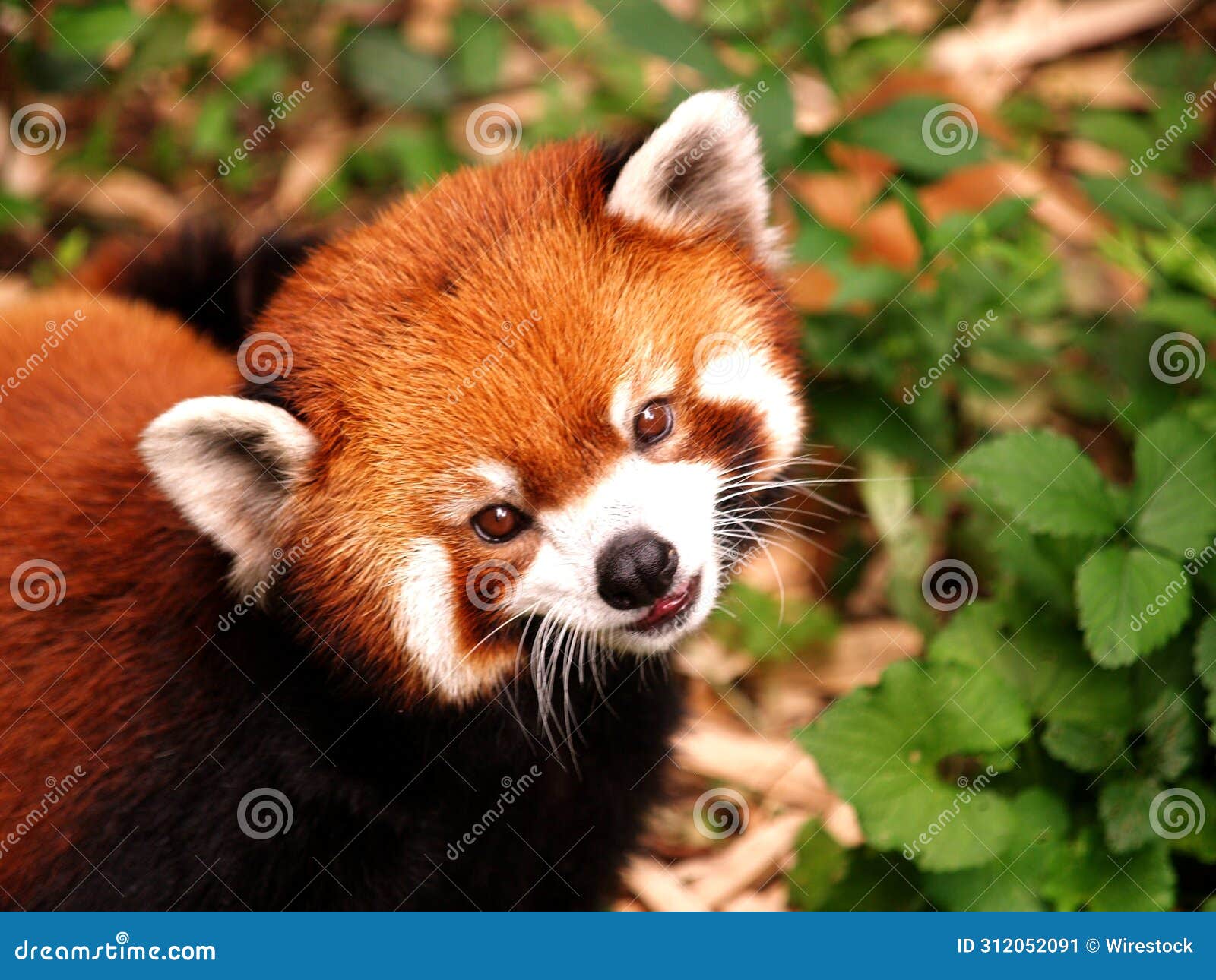 A Red Panda is Looking into the Camera Lens while Sitting Stock Image ...