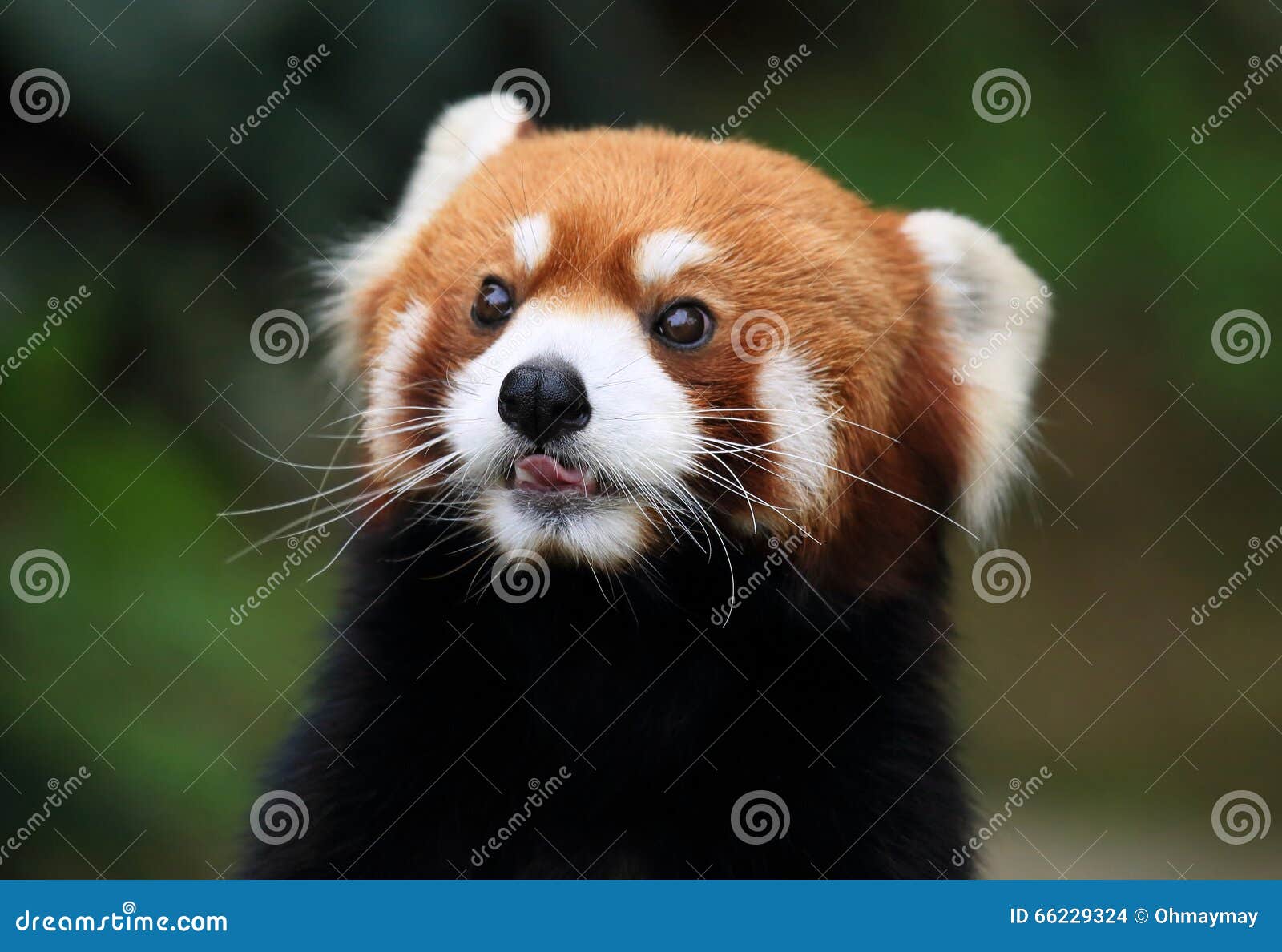 Red panda looking hungry stock photo. Image of protected - 66229324
