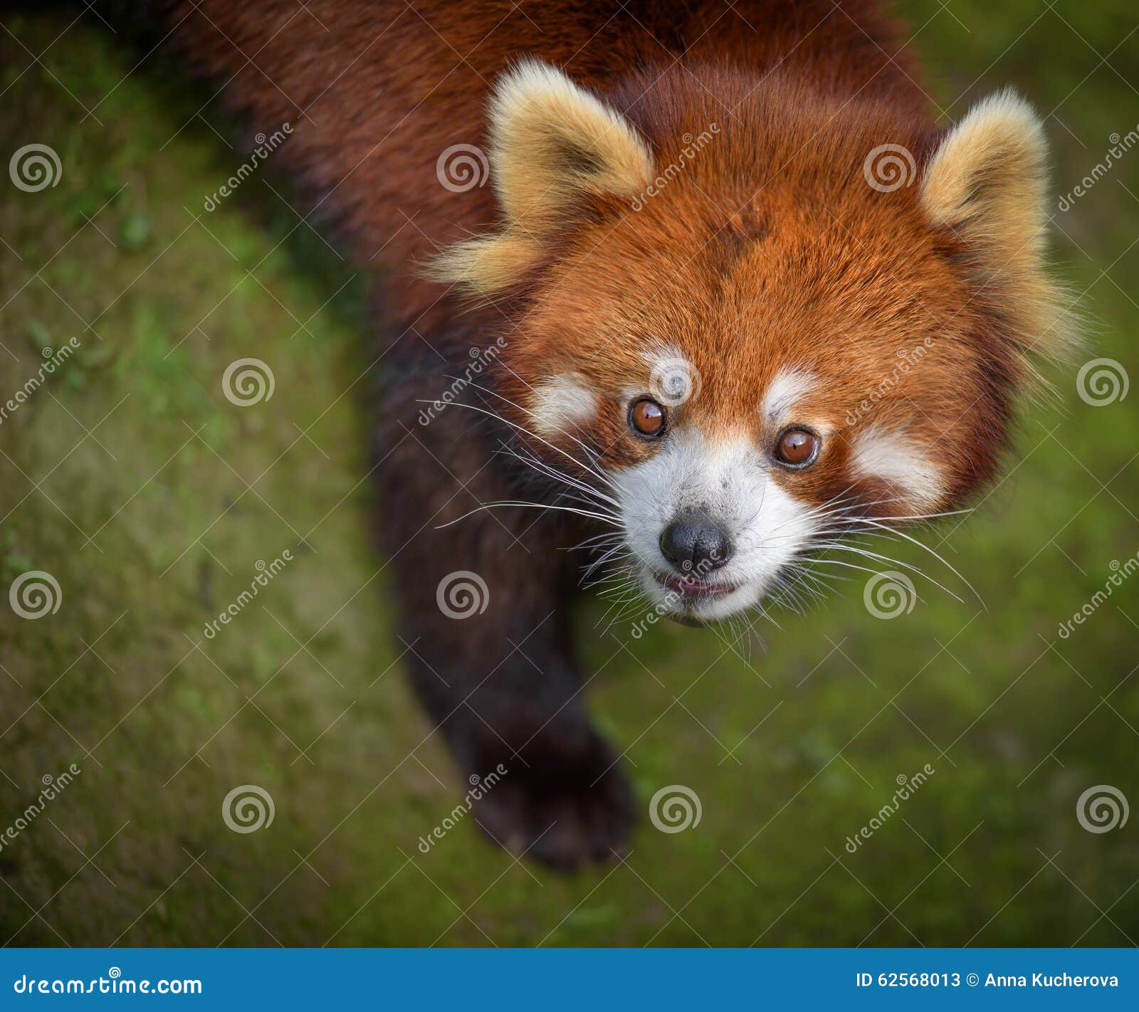 Red Panda Looking Surprised Stock Image - Image of curious, standing ...