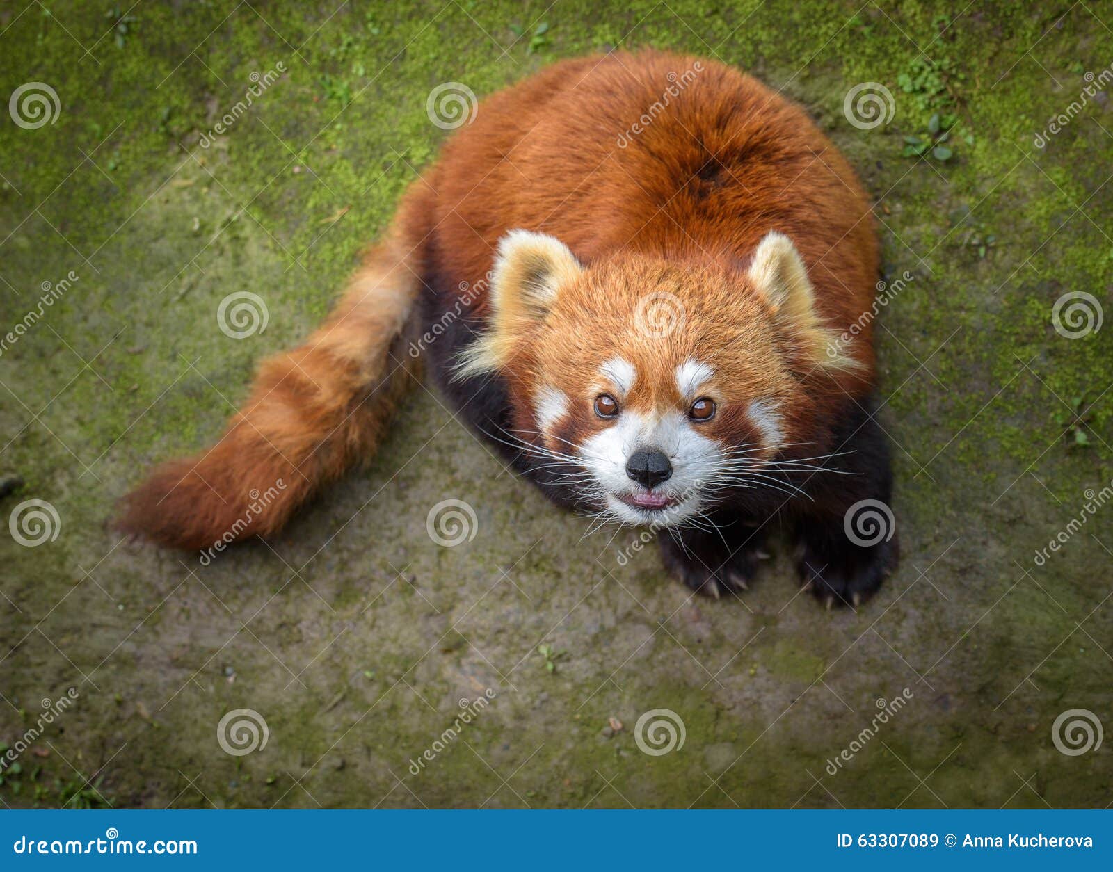 Red panda looking up stock image. Image of animal, mammal - 63307089