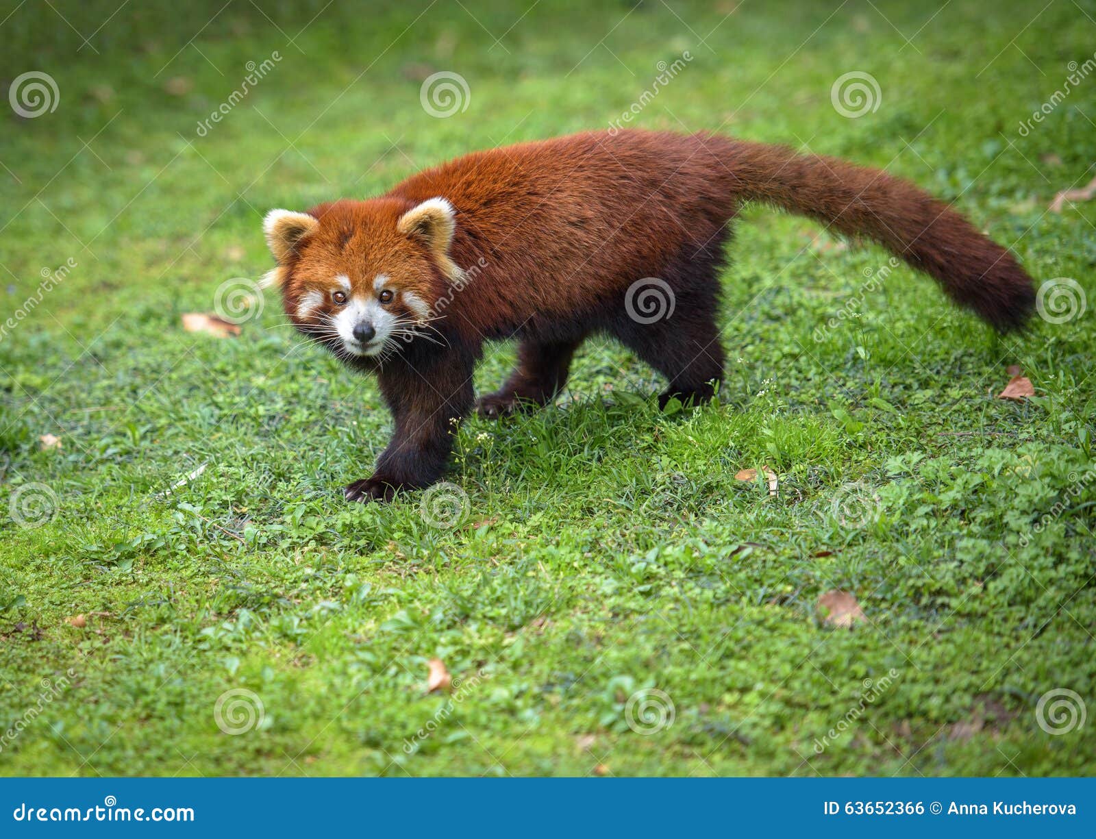 Red panda looks at camera stock photo. Image of ground - 63652366