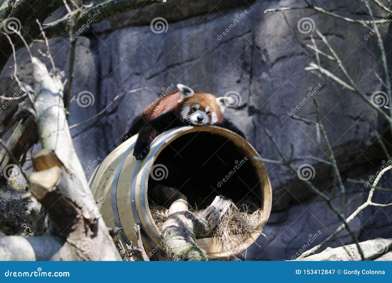 Red Panda Lying on a Barrel Stock Image - Image of lesser, nature ...