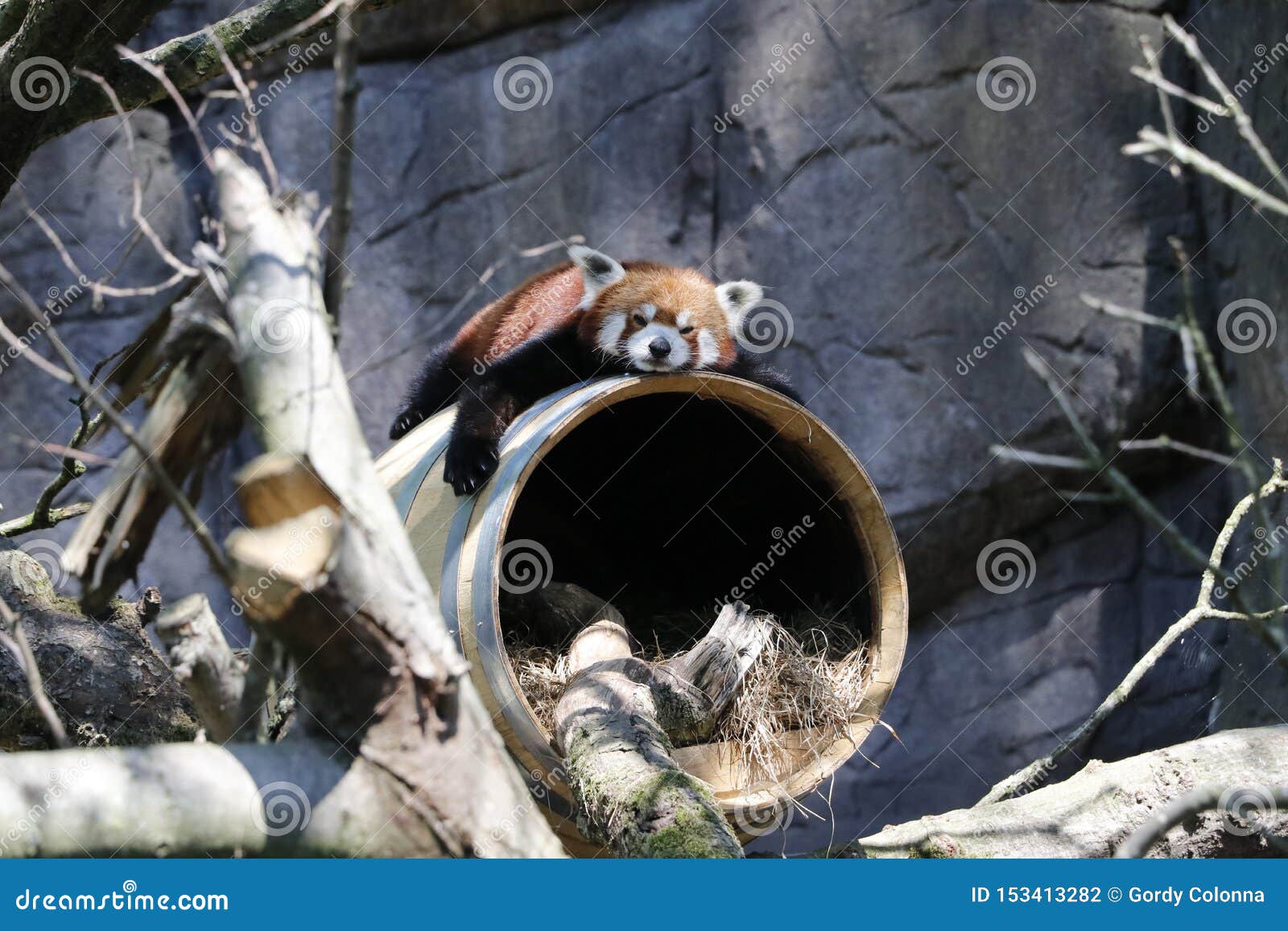 Red Panda Lying on a Barrel Stock Photo - Image of lazy, carnivore ...