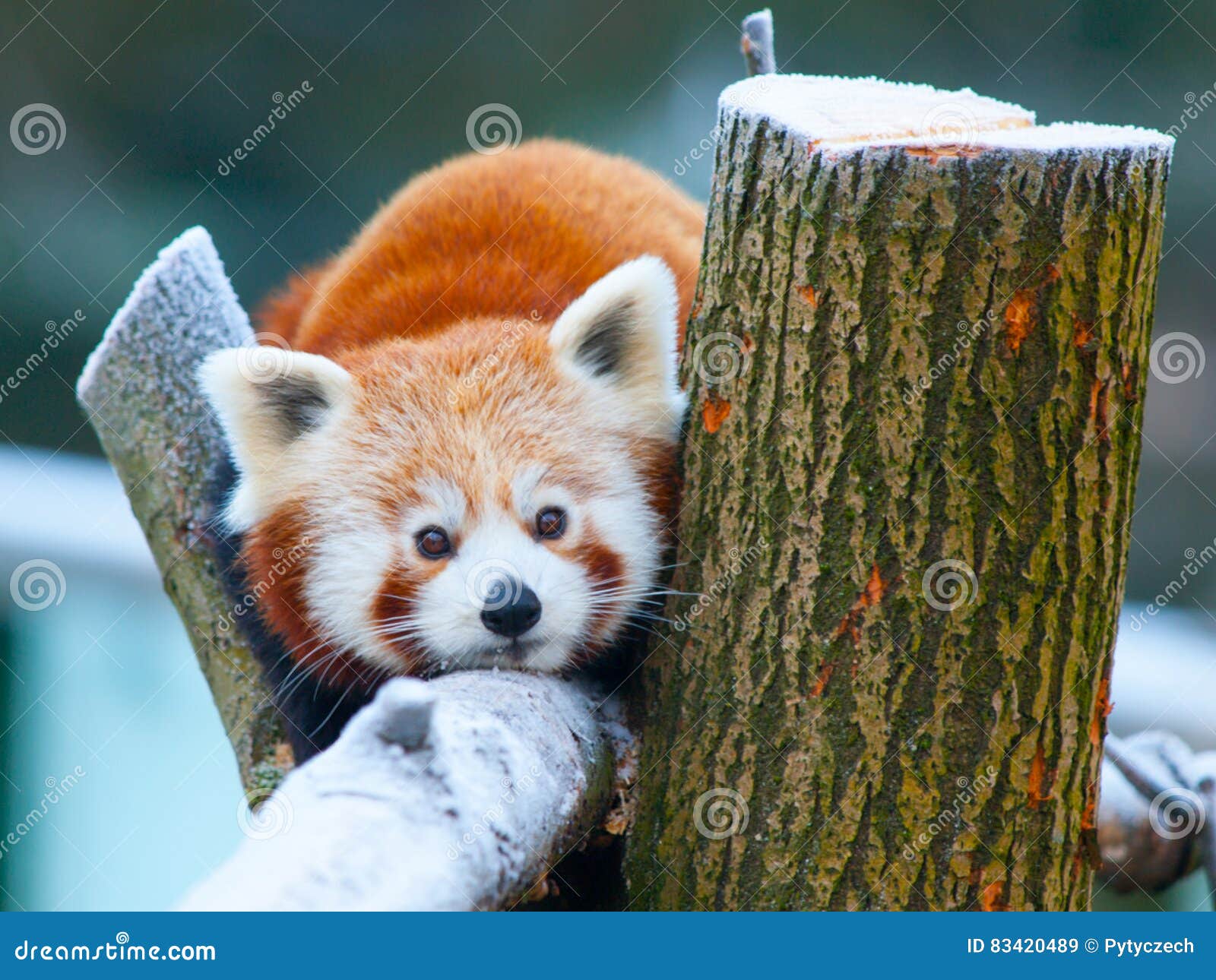 Red Panda Lying on a Branch Stock Image - Image of adorable, habitat ...