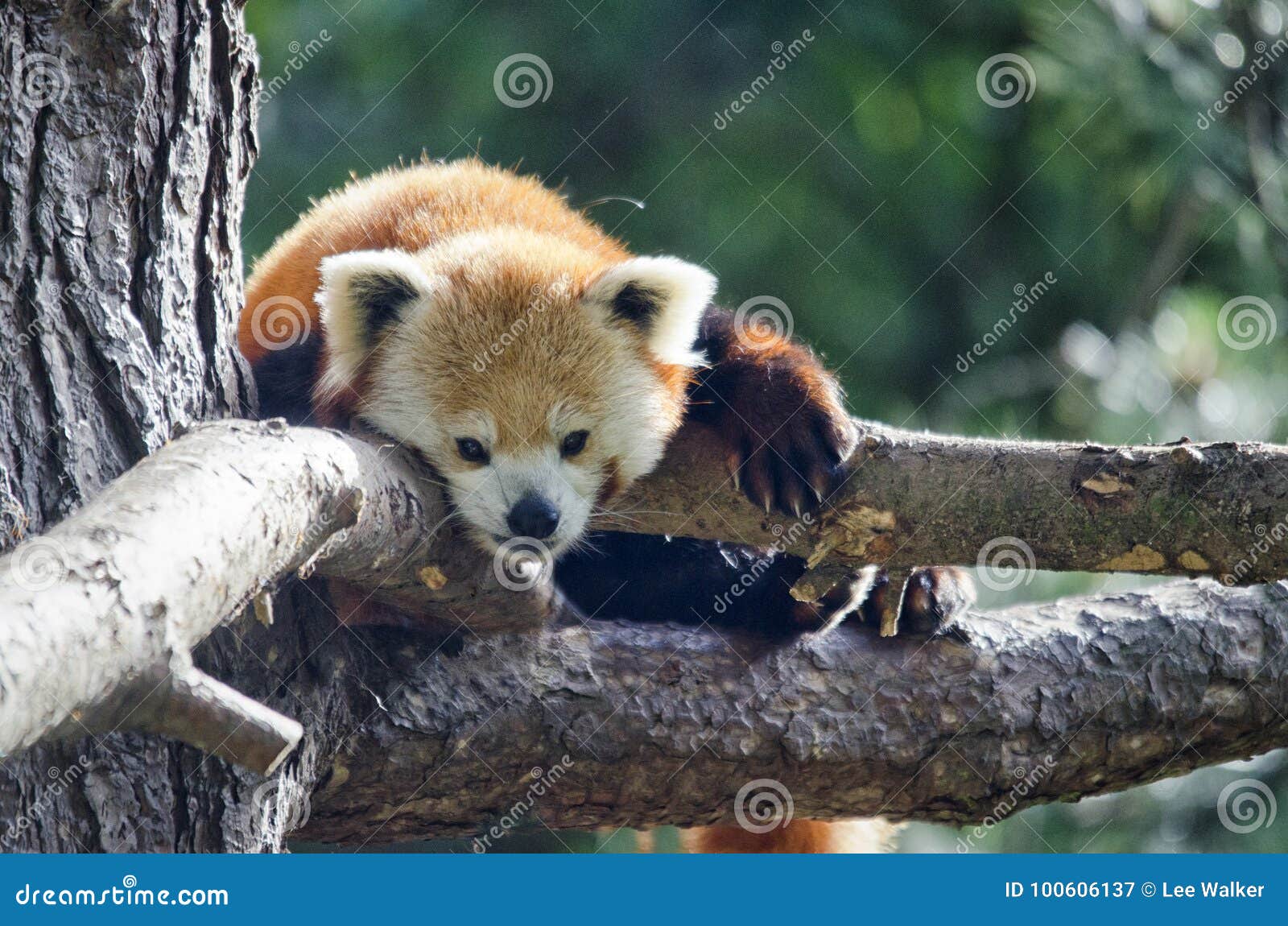 Red Panda up a Tree stock image. Image of tree, predator - 100606137