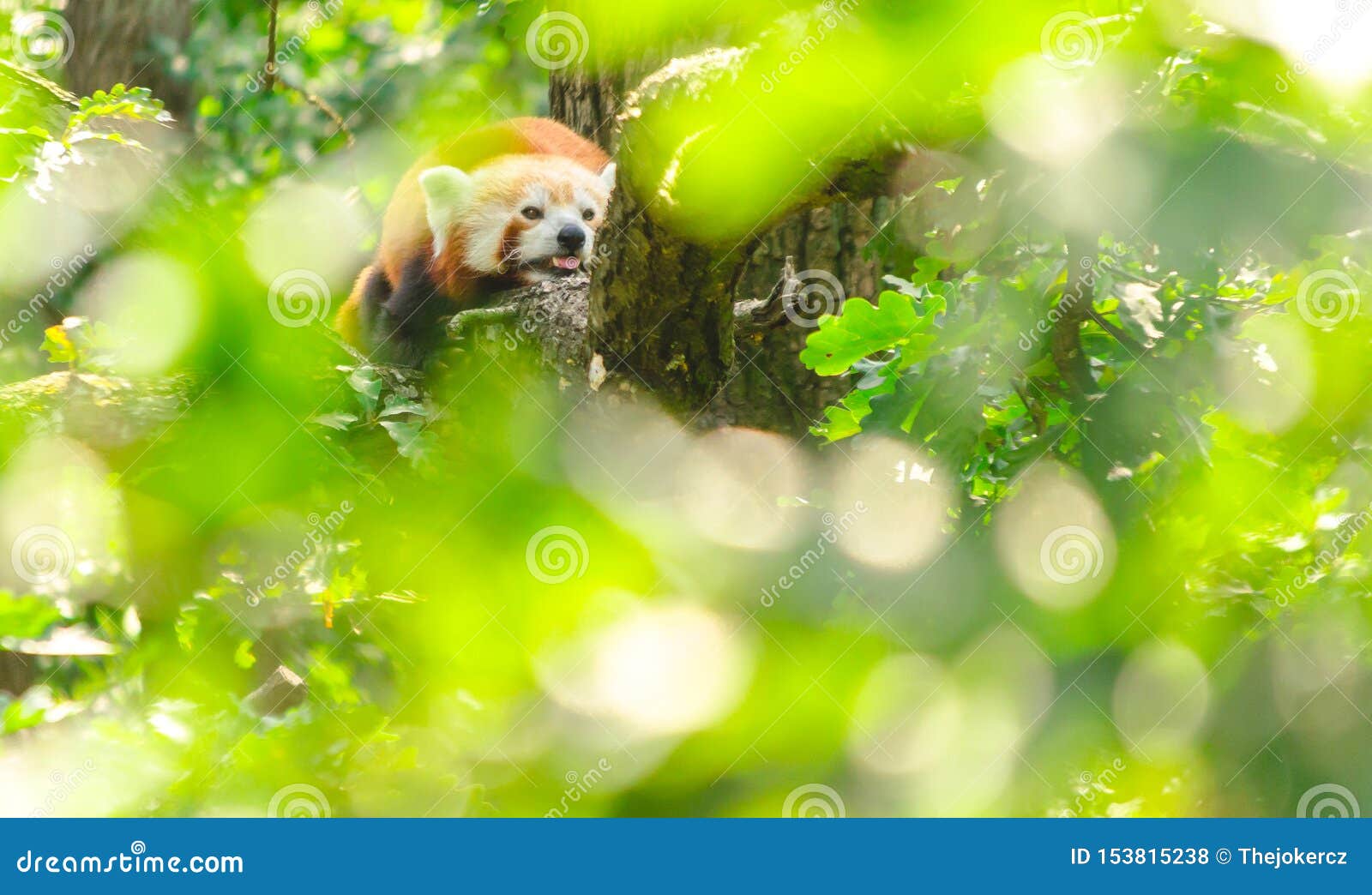 The Red Panda Lying on the Tree Branch Stock Photo - Image of face ...