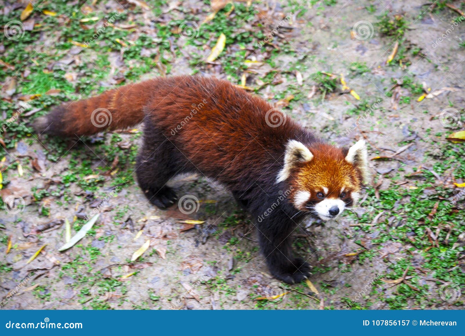 The Male Red Panda is on the Meadow . China Stock Image - Image of ...