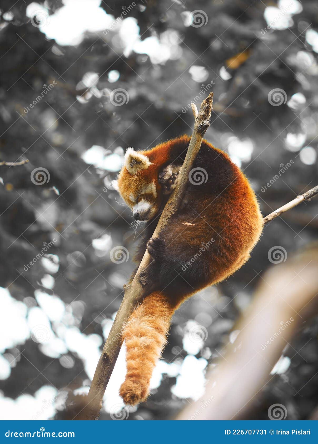 Red Panda Napping in a Branch Tree Stock Image - Image of leaf, exotic ...
