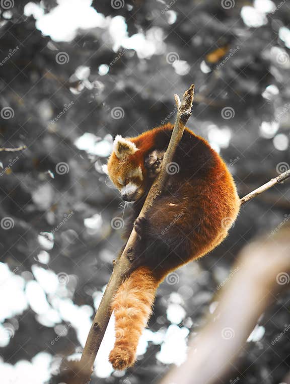 Red Panda Napping in a Branch Tree Stock Image - Image of leaf, exotic ...