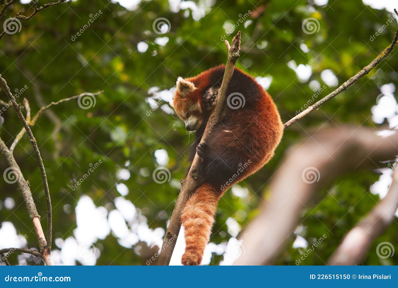 Red Panda Napping in a Branch Tree Stock Photo - Image of animal, bear ...