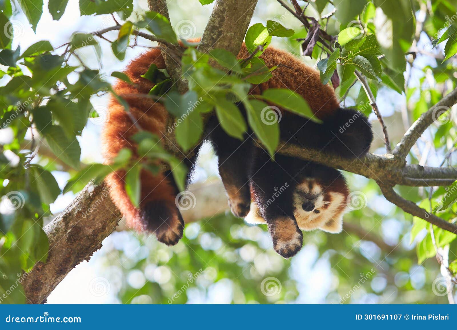 Red Panda Napping on a Branch Tree in the Zoo Stock Image - Image of ...