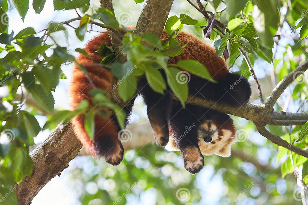 Red Panda Napping on a Branch Tree in the Zoo Stock Image - Image of ...