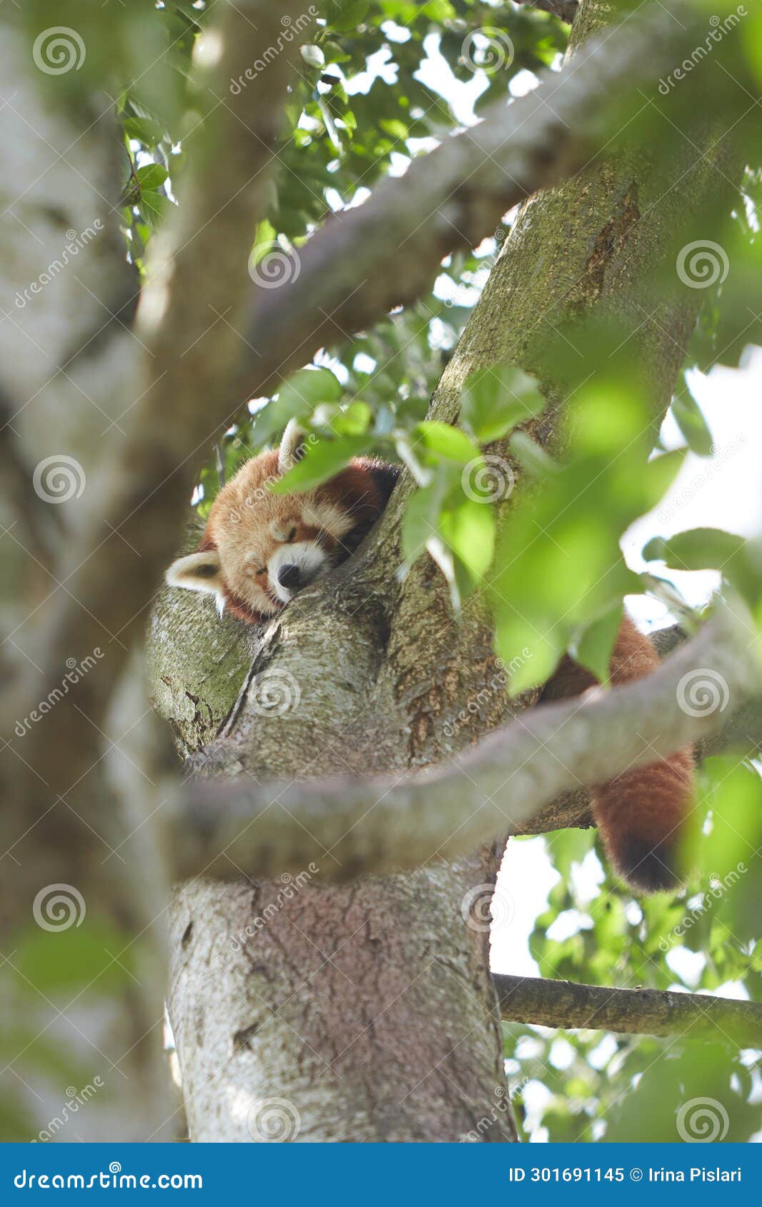 Red Panda Napping on a Branch Tree in the Zoo Stock Image - Image of ...