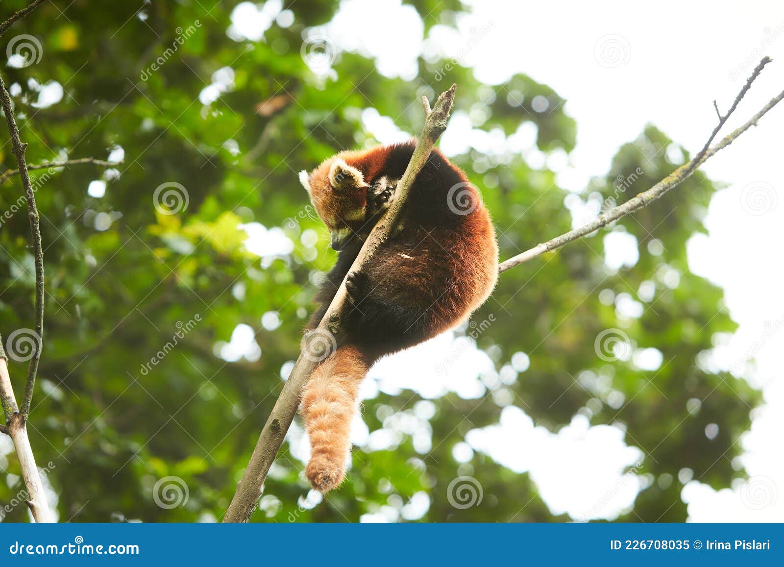 Red Panda Napping in a Branch Tree Stock Image - Image of branch, cute ...