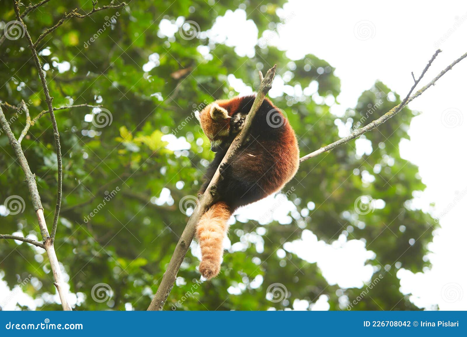 Red Panda Napping in a Branch Tree Stock Photo - Image of nature ...