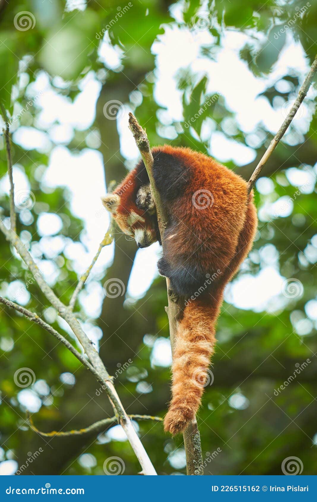 Red Panda Napping in a Branch Tree Stock Photo - Image of fulgens ...