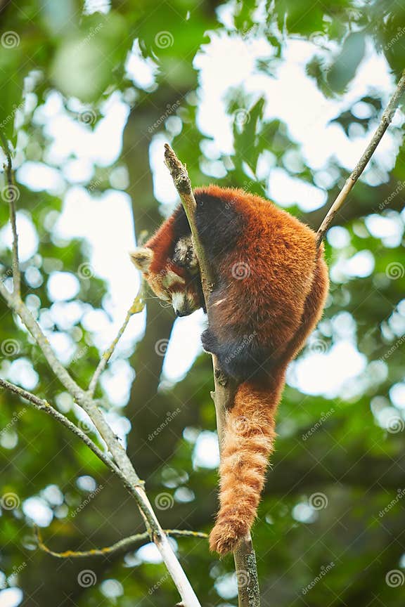 Red Panda Napping in a Branch Tree Stock Photo - Image of fulgens ...