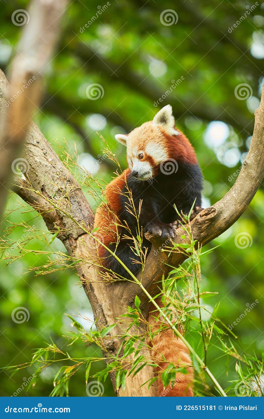 Red Panda Napping in a Branch Tree Stock Image - Image of exotic, brown ...