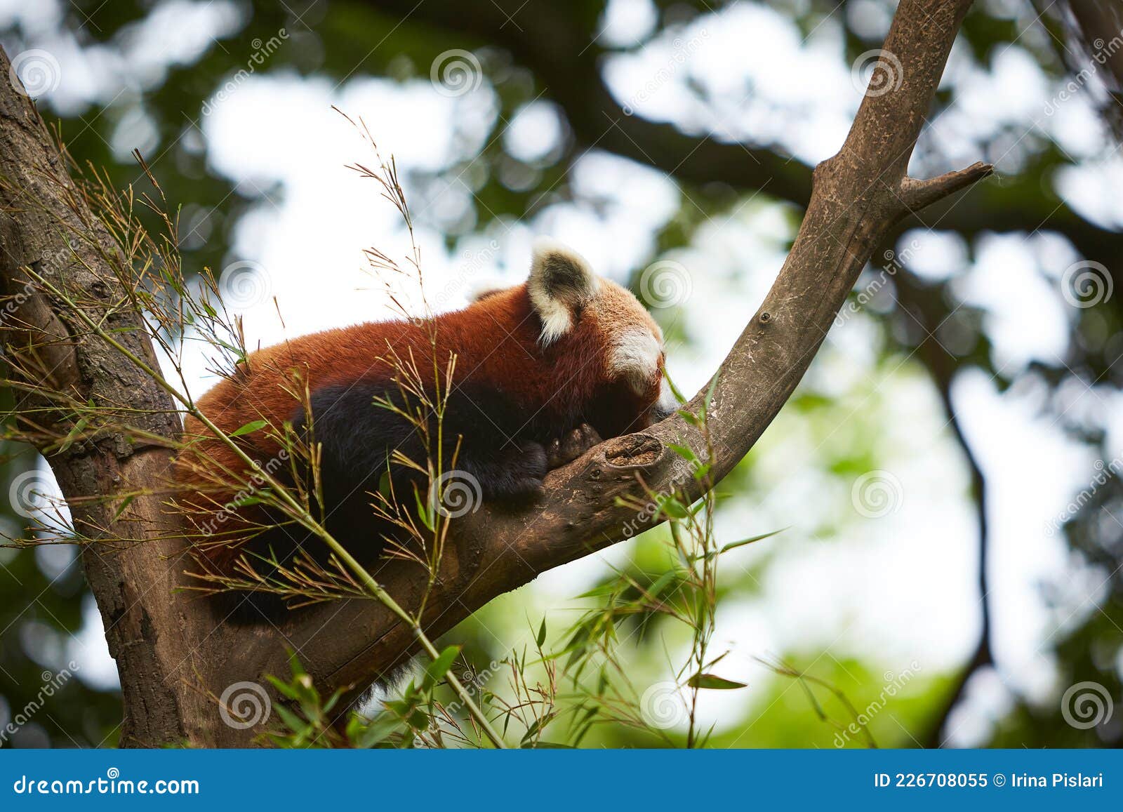 Red Panda Napping in a Branch Tree Stock Image - Image of ailurus, claw ...