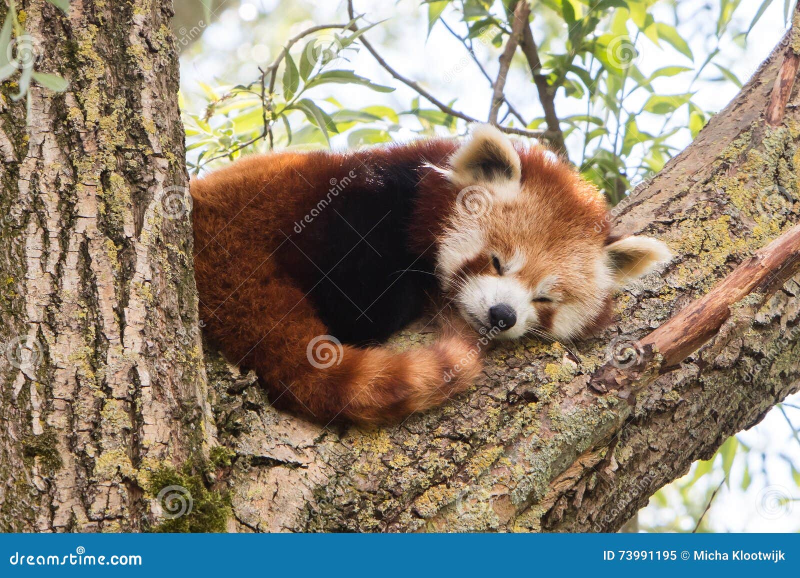 Red panda napping stock image. Image of napping, resting - 73991195