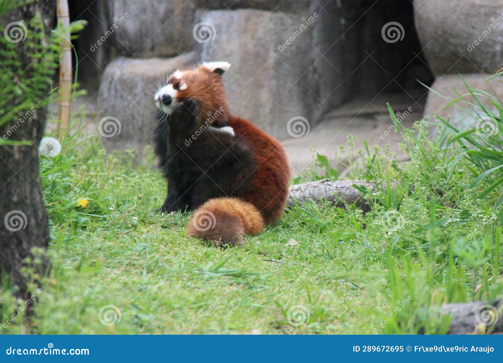 Red panda - osaka - japan stock image. Image of grass - 289672695